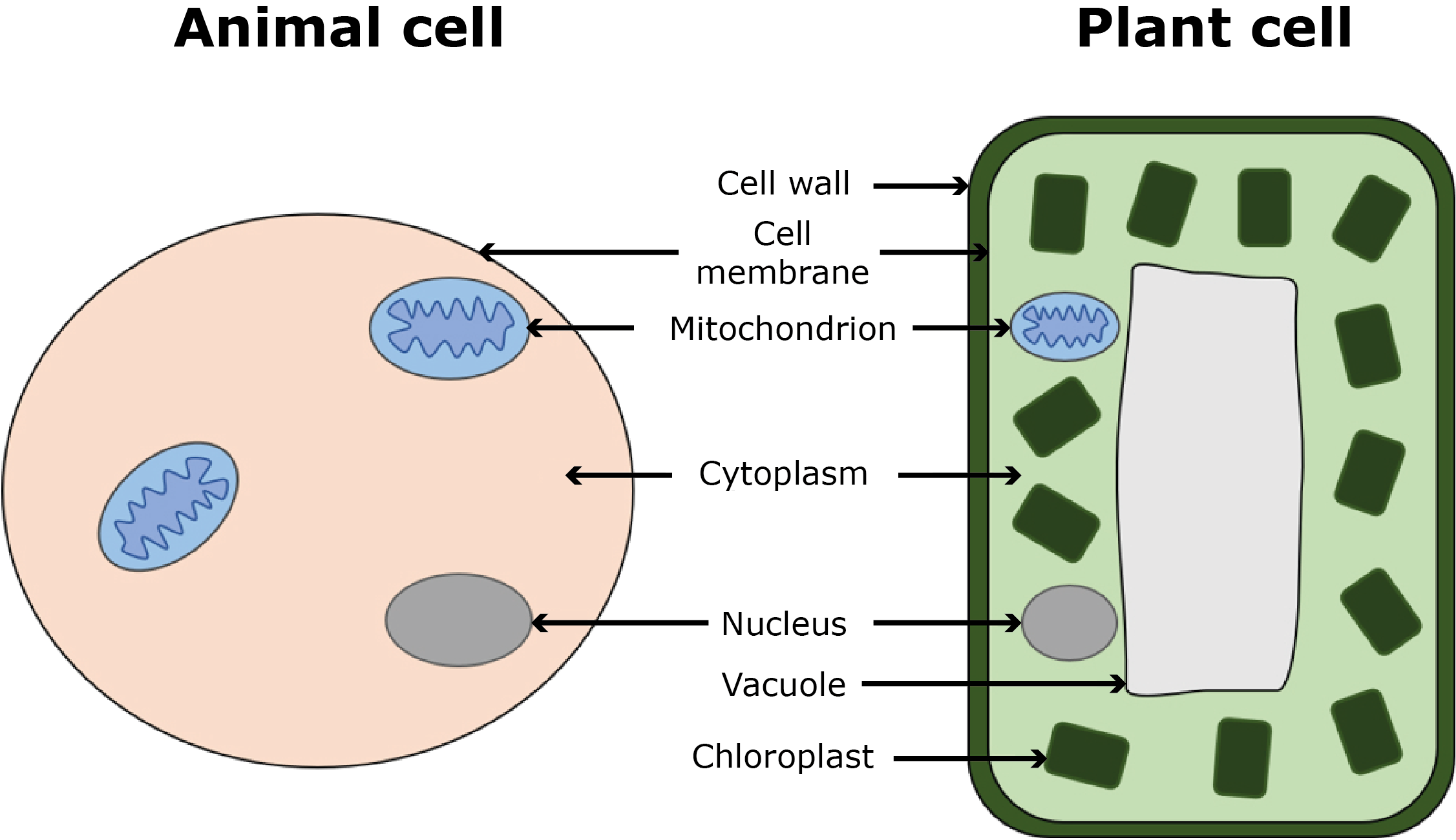 Animal Cells And Plant Cells