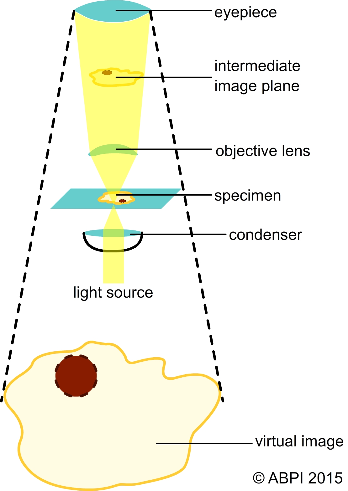 Cells, microscopes and measuring