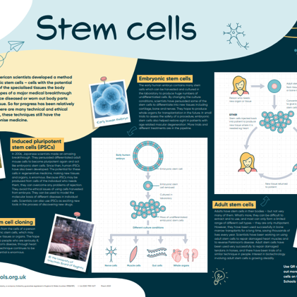 Stem cells