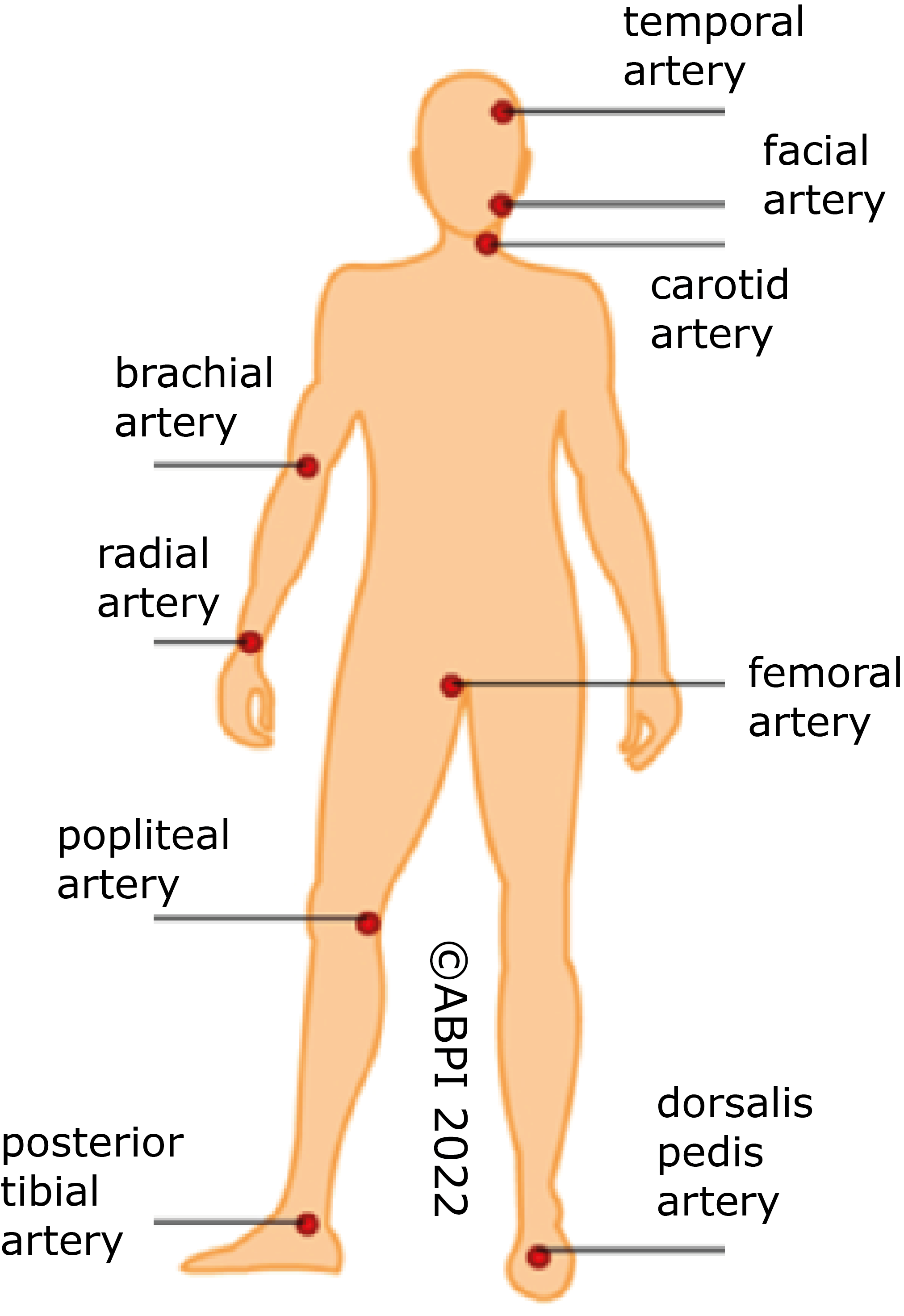 The Blood Vessels