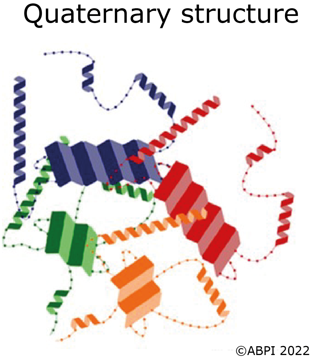 Proteins Protein Structures