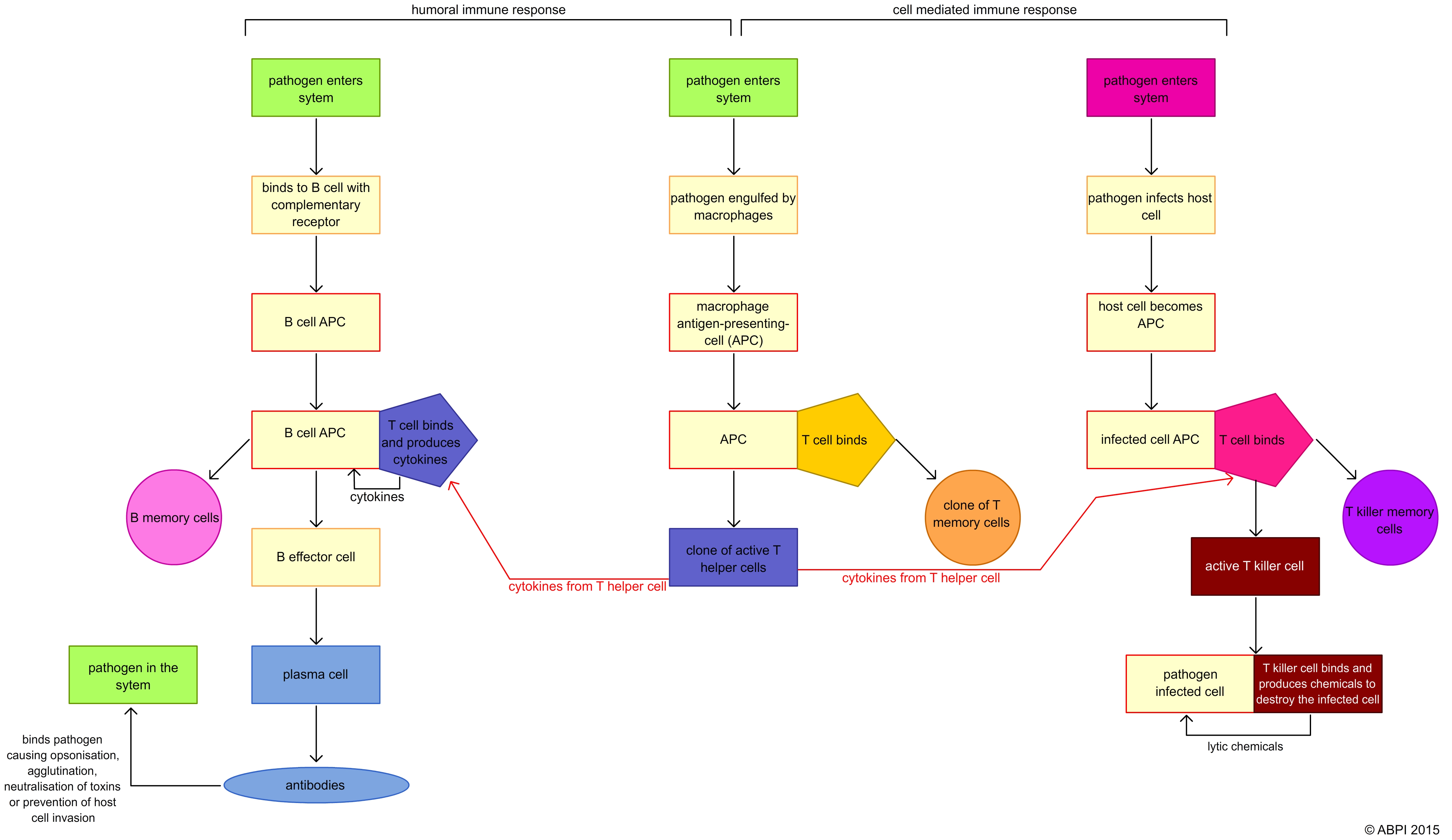 The specific immune system: humoral response