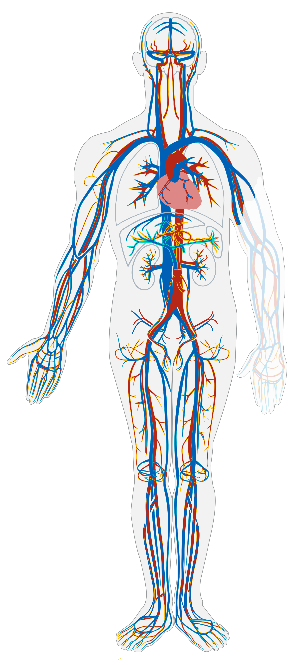 What Is The Cardiovascular System 