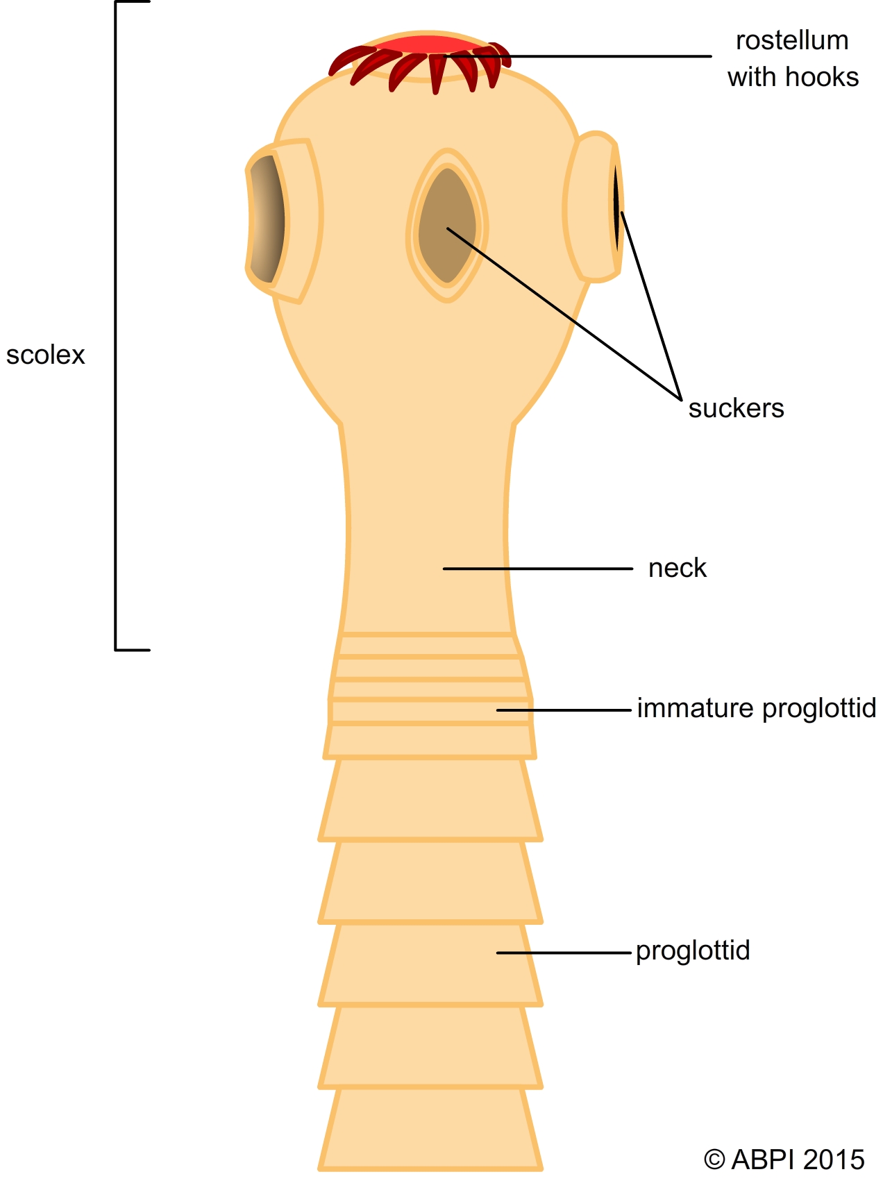 Protista and other parasites