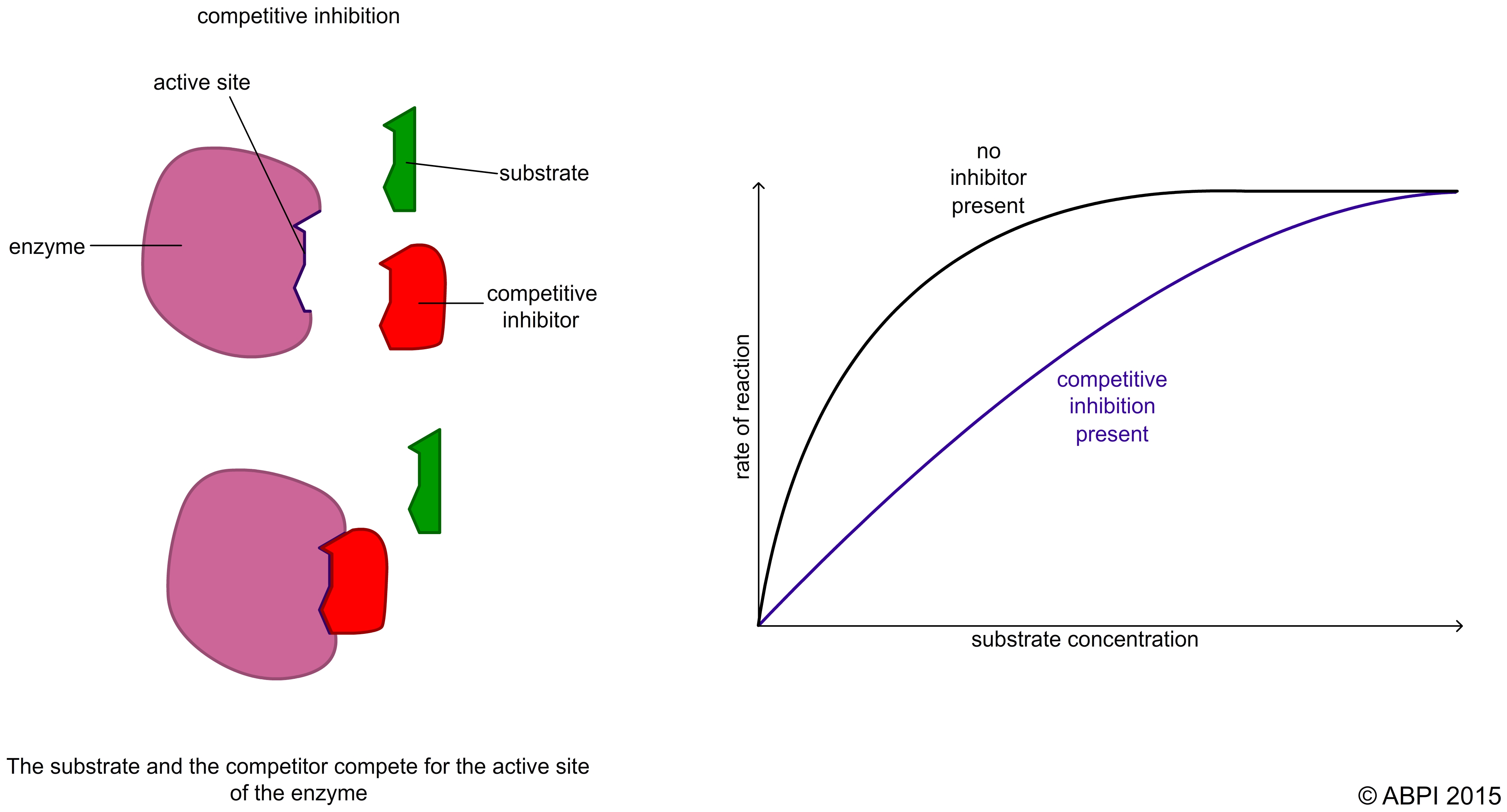 Allosteric Enzyme Plot